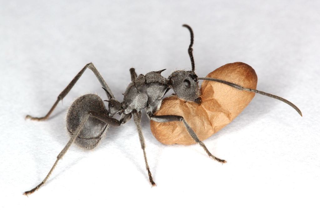 Savanna Spiny Sugar Ant (Flies, Ants, Wasps and Bees of the Mfolozi ...
