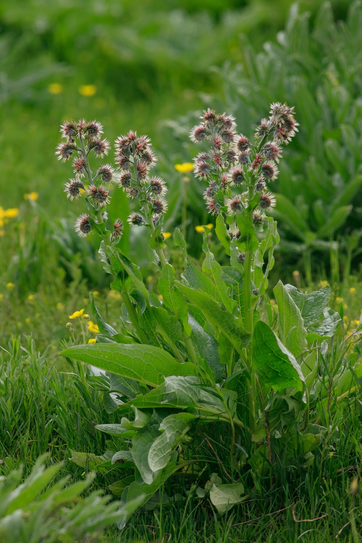 Solenanthus circinnatus Ledeb.