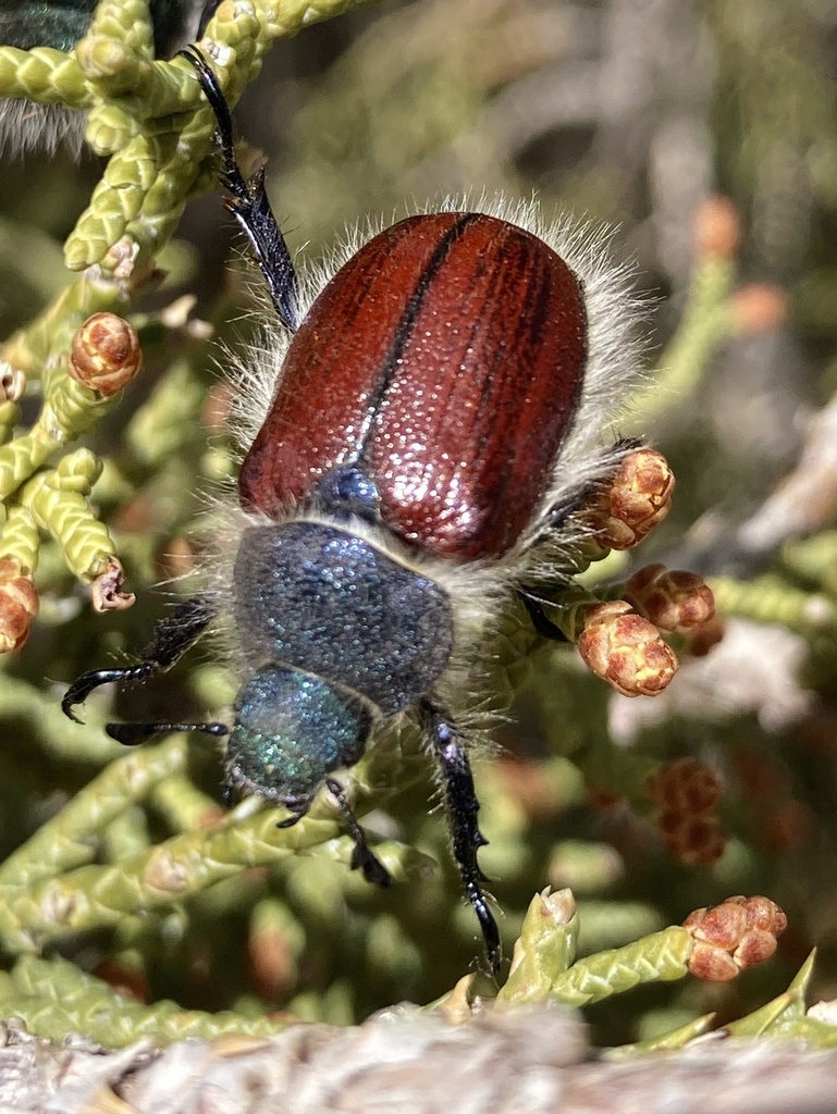 Hairy Bear Scarab Beetle from Edge of the Cedars State Park, Blanding ...