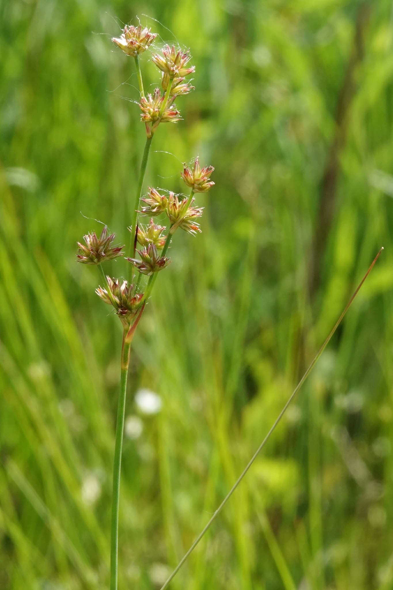 Juncus acuminatus Michx.