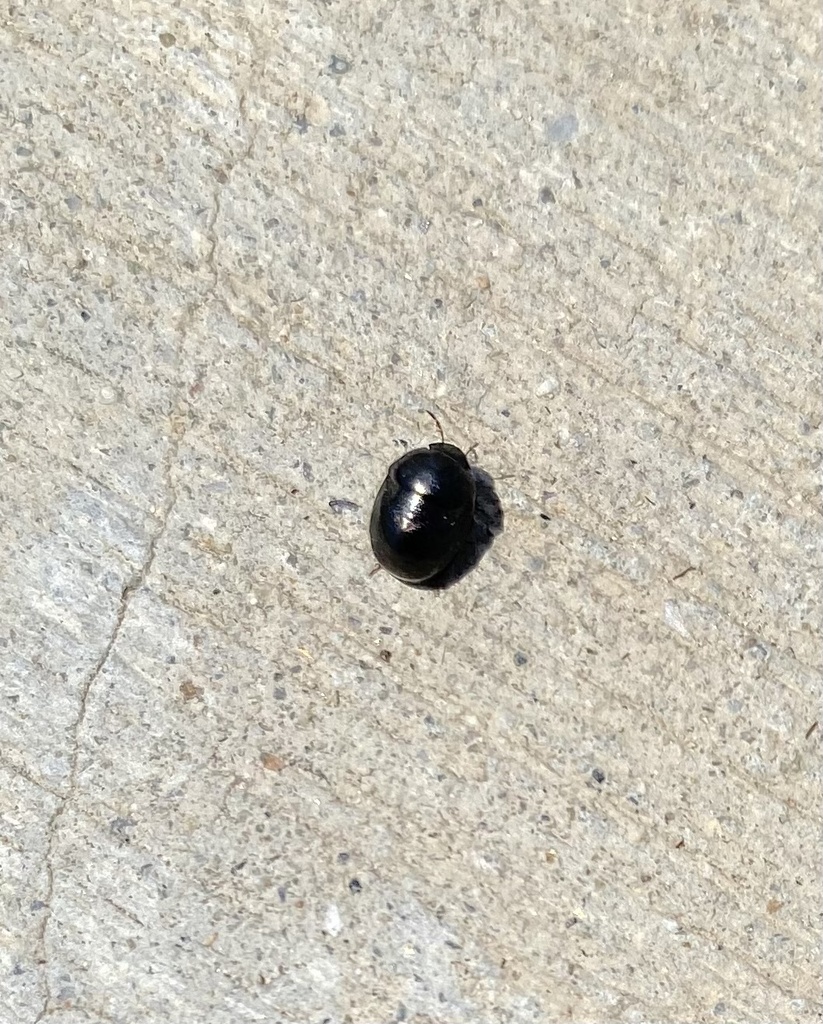 Ebony Bugs in June 2022 by ca_photo_hobbyist · iNaturalist