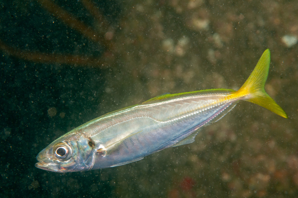 Yellowtail Scad (Fishes of Chowder Bay, Sydney, Australia) · iNaturalist