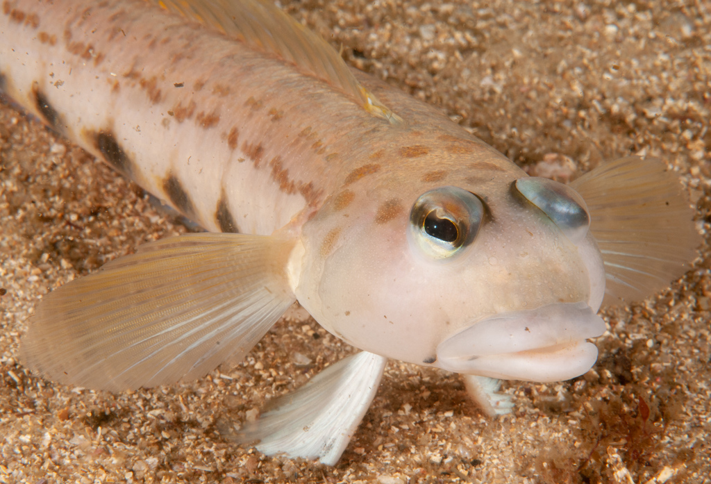 Spotted Grubfish (Parapercis ramsayi) - Marine Life Identification