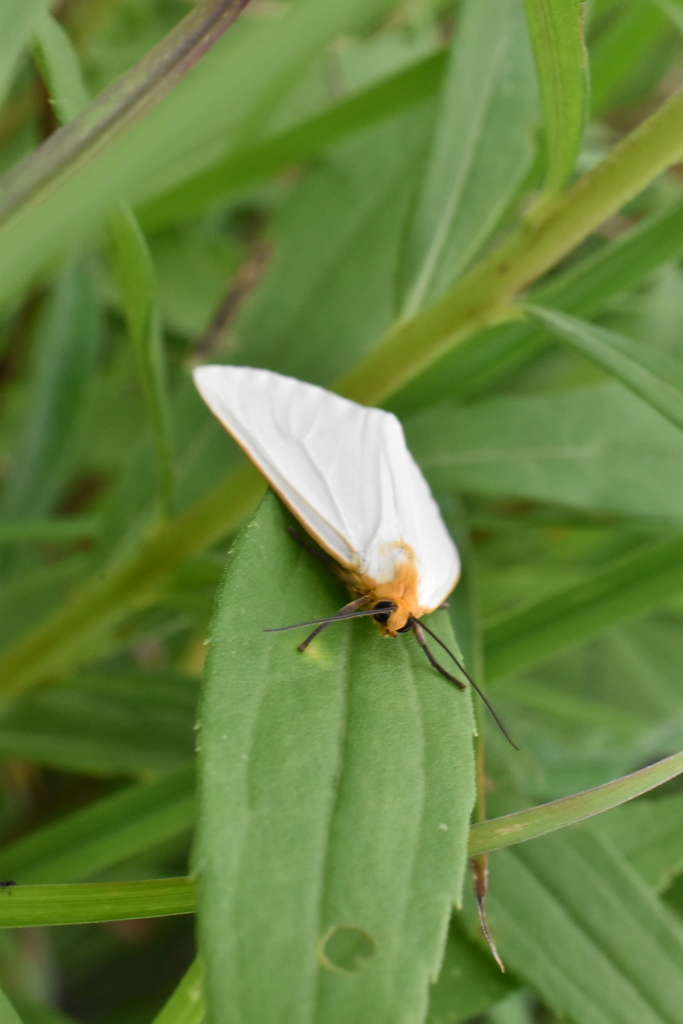 Tiger Moths from Bowling Green, KY, USA on June 7, 2022 at 05:45 PM by ...