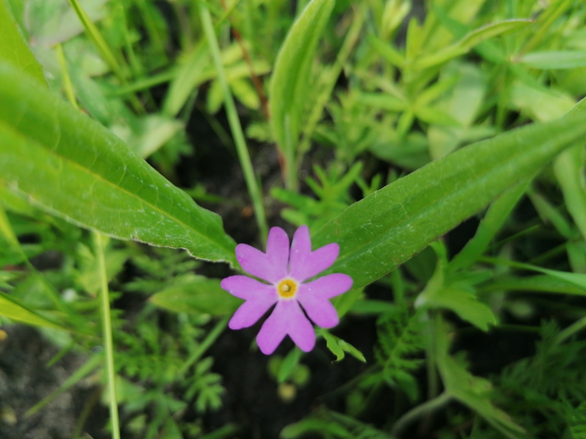 Primula nutans Georgi