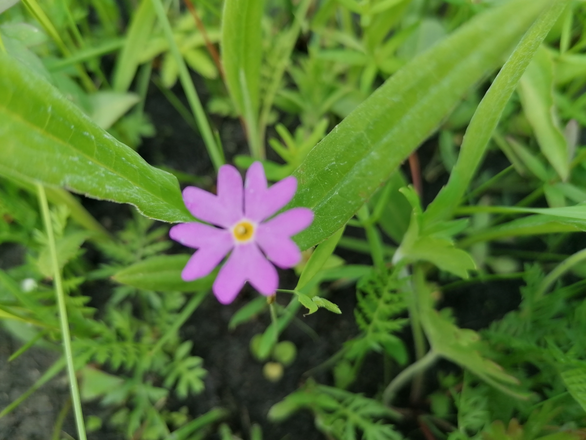 Primula nutans Georgi