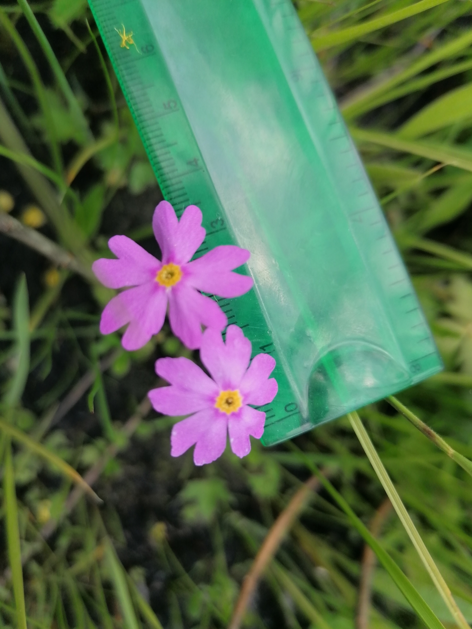 Primula nutans Georgi