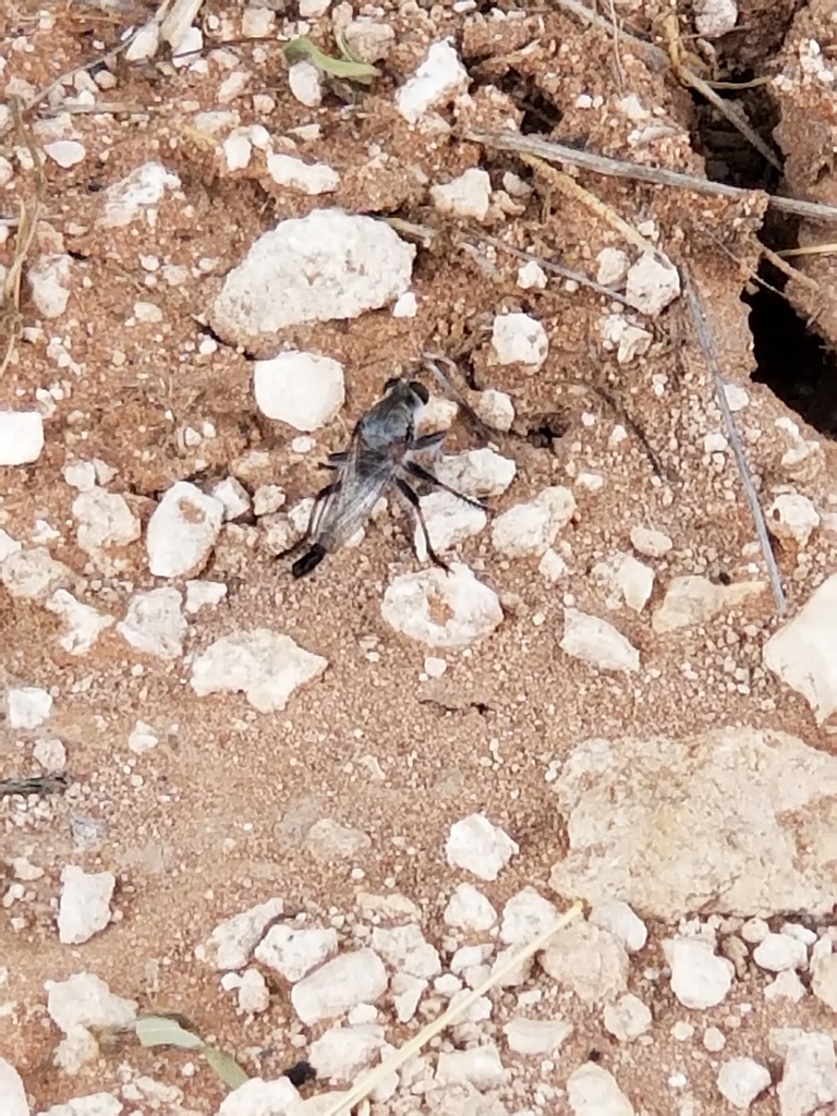 Efferia from Cholla St, Eunice, NM 88231, USA on June 29, 2018 at 09:59 ...