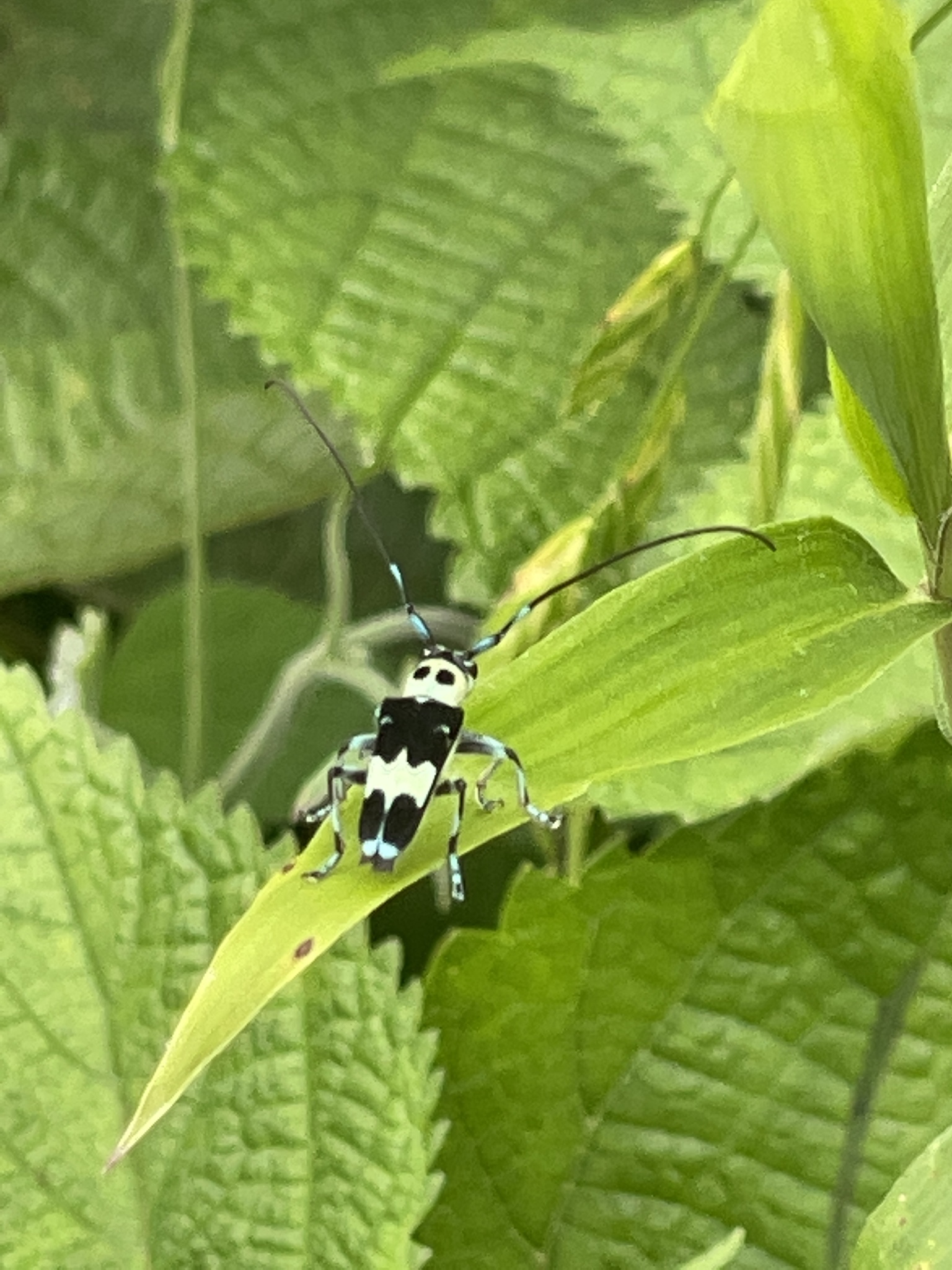 Paraglenea fortunei (Saunders, 1853)