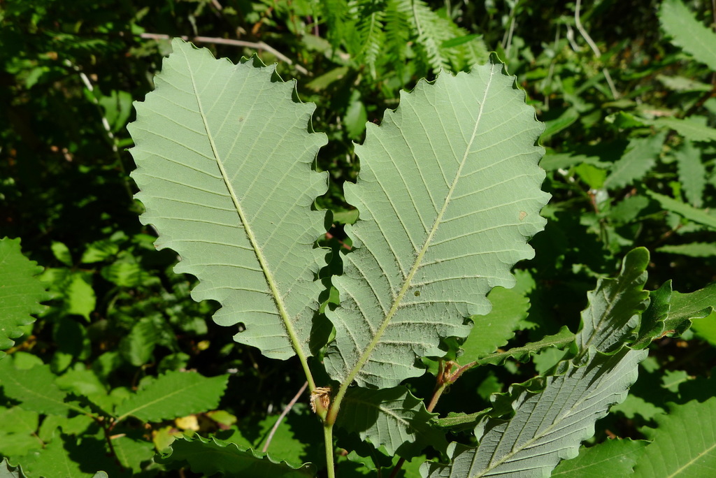 Mirbeck's oak (Quercus canariensis) - Botanical Realm
