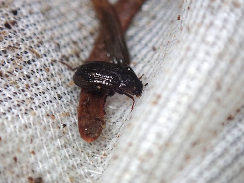 Helichus ussuriensis · iNaturalist