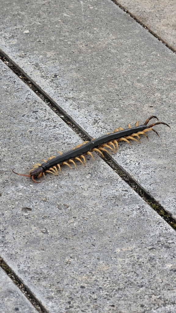 Chinese Red-headed Centipede from 239-0813, Japan on June 11, 2022 at ...