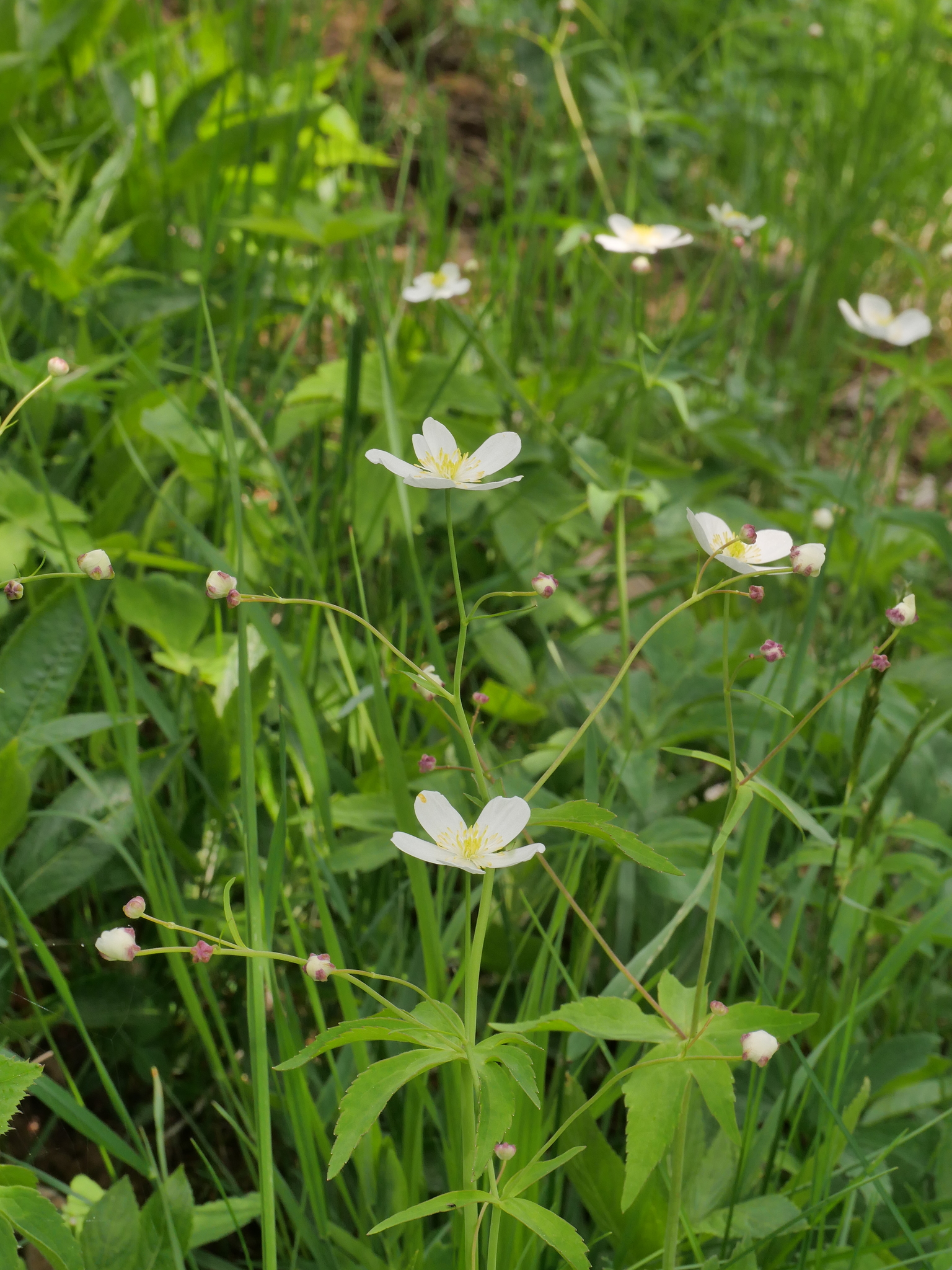 Ranunculus platanifolius L.