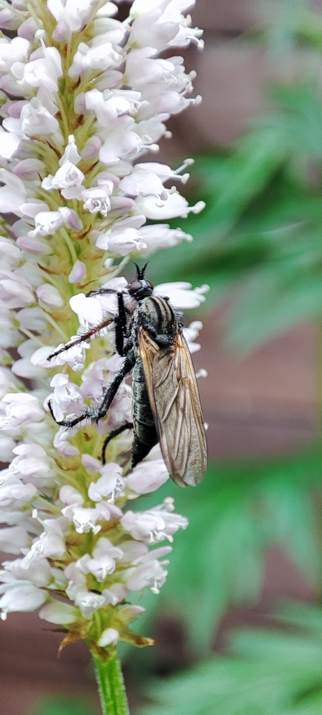 Hanging Fly from Респ. Алтай, Россия, 649233 on June 11, 2022 at 02:27 ...