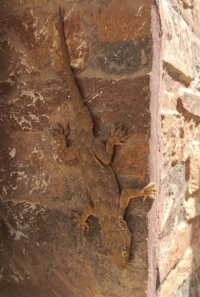 Northern House Gecko from السلام، كربلاء 56001, Iraq on April 1, 2022 ...