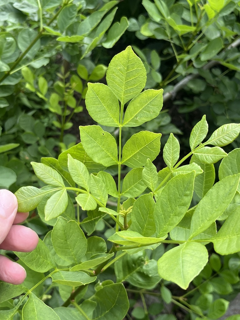 Oregon Ash from Big Chico Creek, Chico, CA, US on June 10, 2022 at 04: ...