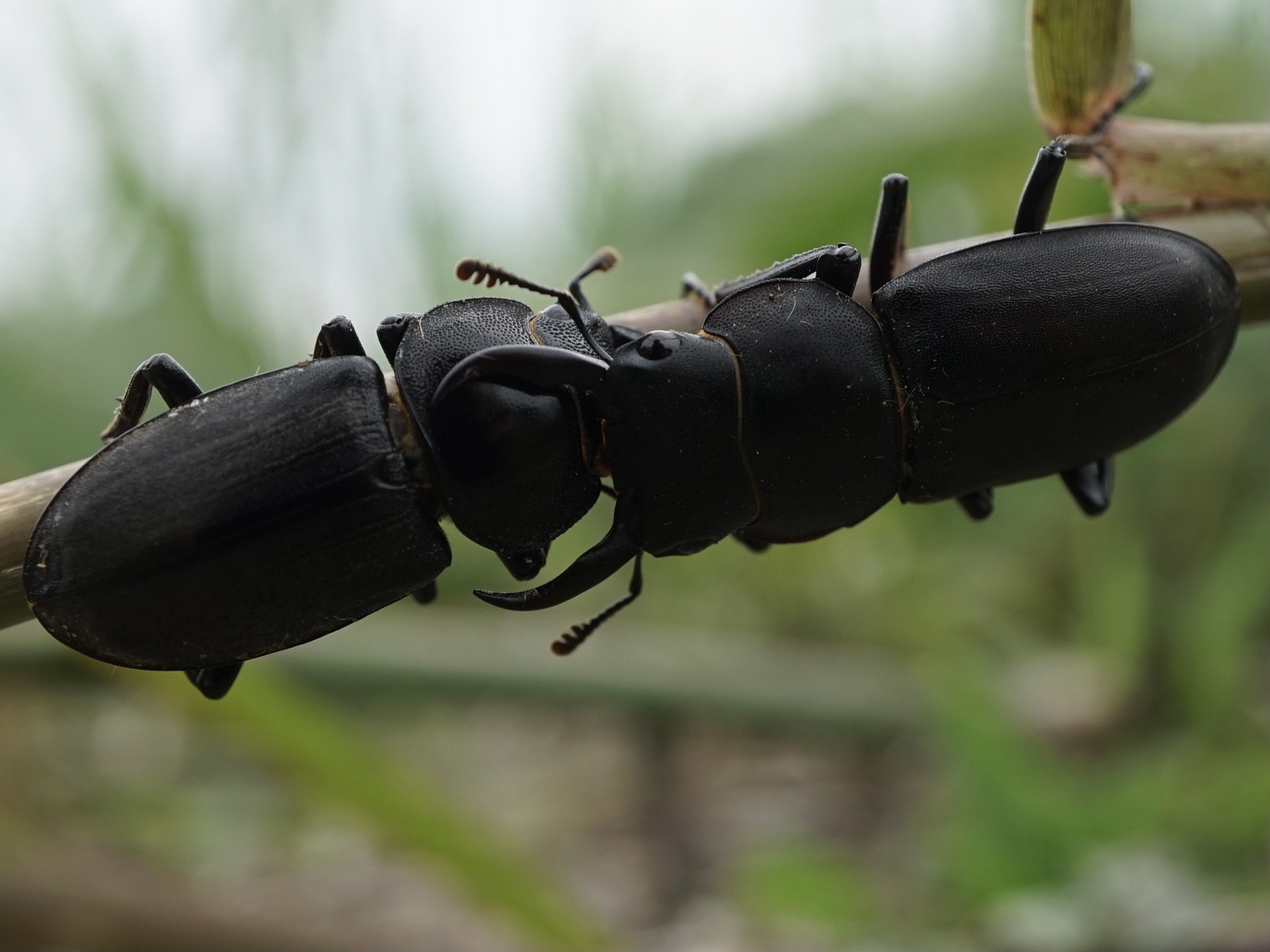 Dorcus rectus rectus