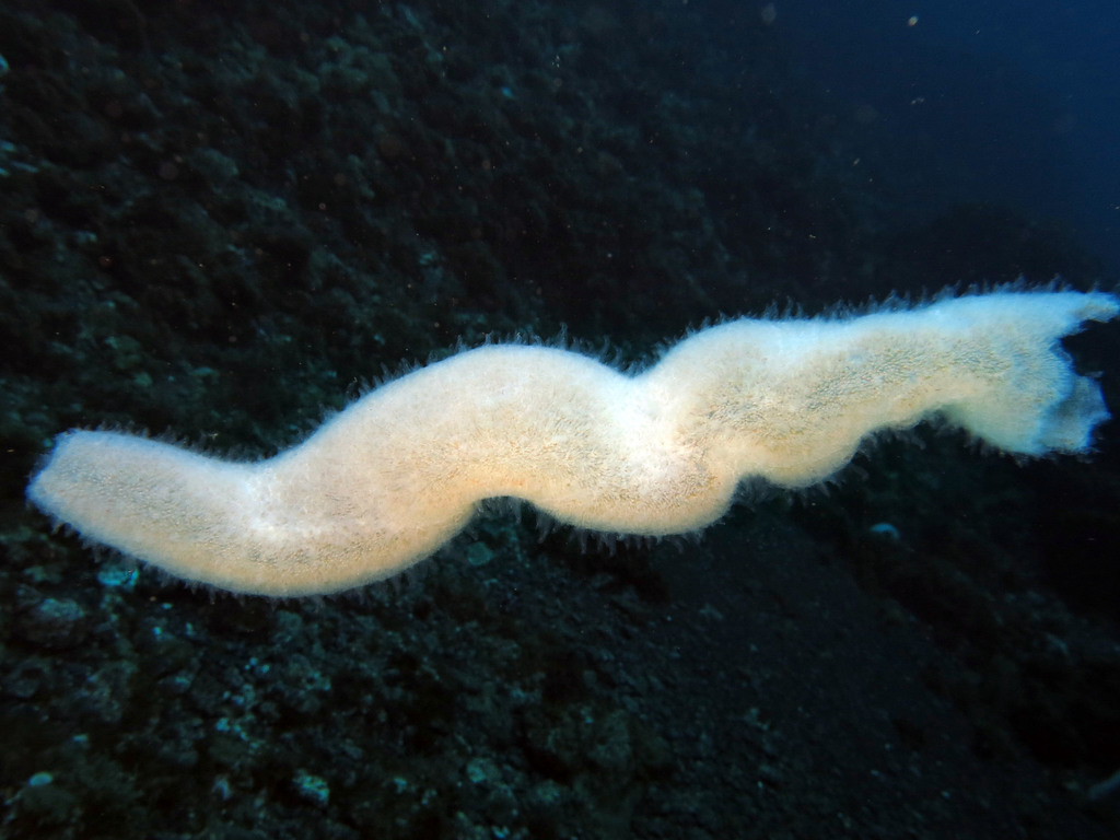 Pyrosoma atlanticum from Horta, Açores, Portugal on July 06, 2016 at 10 ...