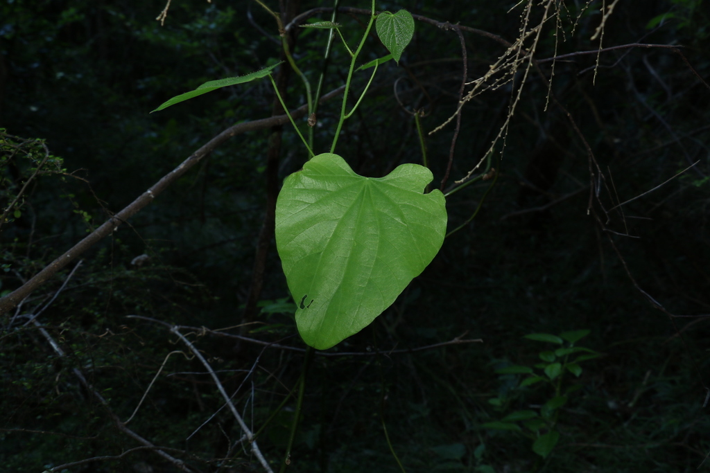 Big-Leaf Vine from Currumbin Valley-Tallebudgera, Queensland, Australia ...