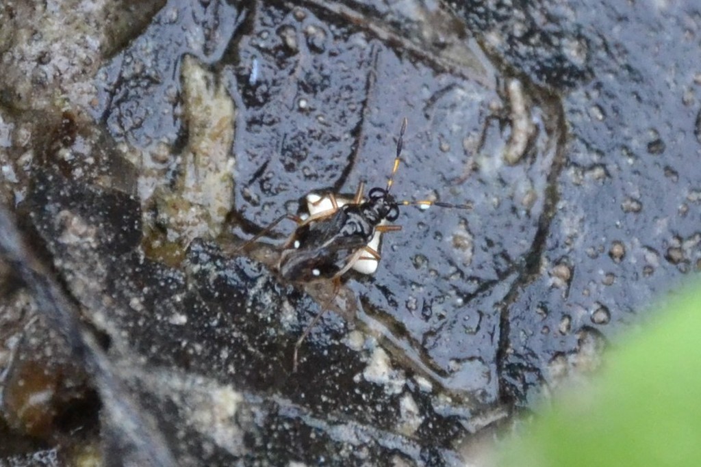 Chartoscirta cincta from Coolus, France on June 04, 2022 at 06:49 PM by ...