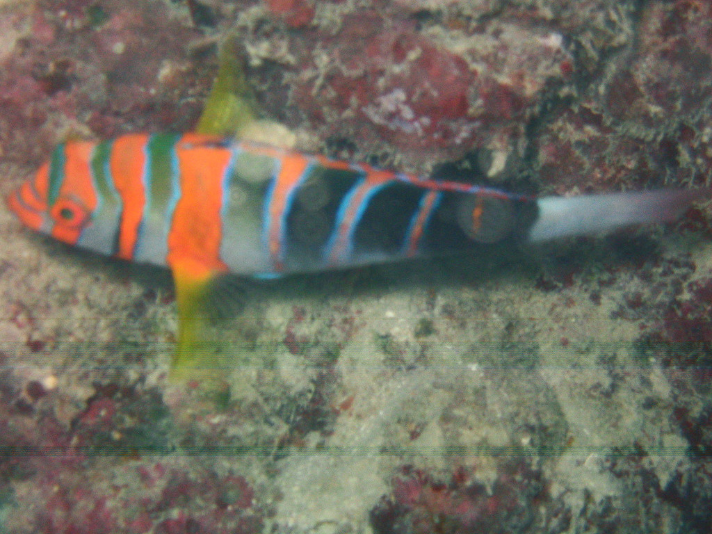 Harlequin Tuskfish from Green Island QLD, Australie on May 11, 2006 at ...
