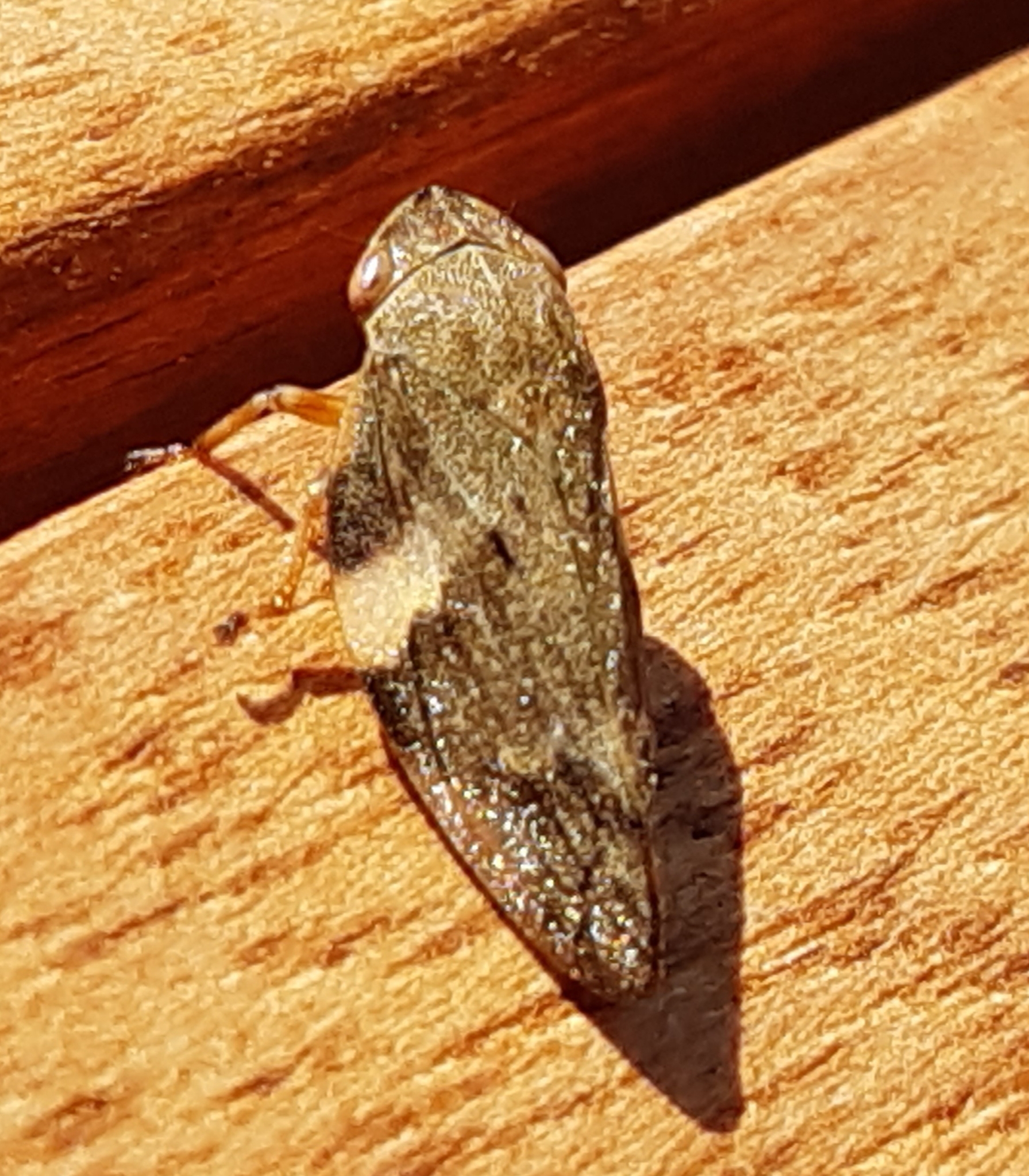 Aphrophora alni (Fallén, 1805)