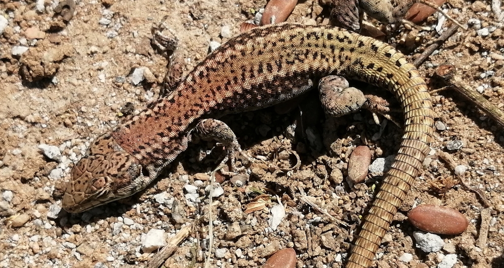 Green Iberian Wall Lizard from 7040-010 Arraiolos, Portugal on June 10 ...
