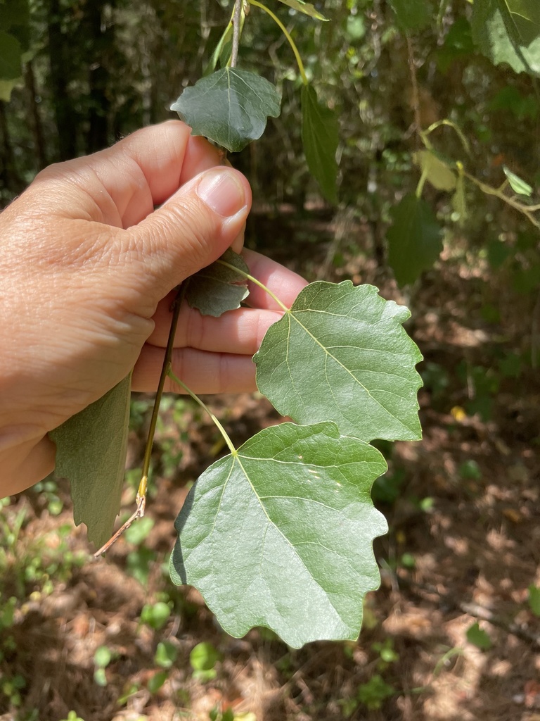 white poplar from Boylin Rd, Polkton, NC, US on June 10, 2022 at 11:47 ...