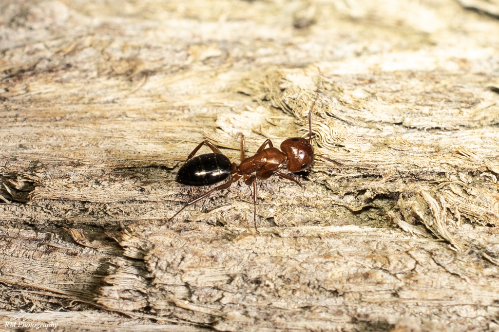 Say's Carpenter Ant in June 2022 by Eduardo L. Cruz · iNaturalist