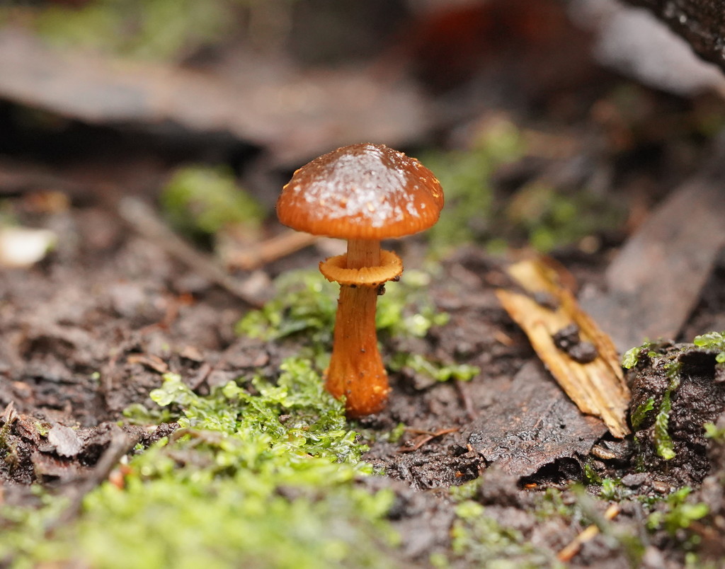 Descolea recedens from Macclesfield VIC 3782, Australia on June 11 ...