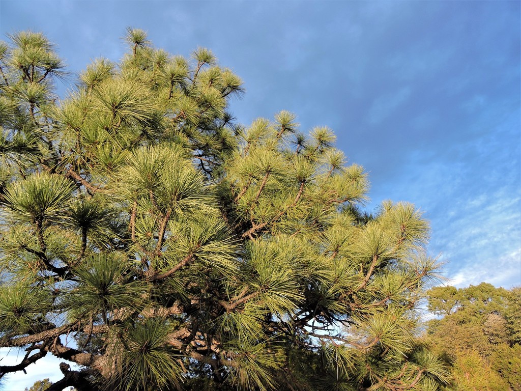 Apache pine from Guerrero, Chih., México on January 10, 2017 at 07:43 ...