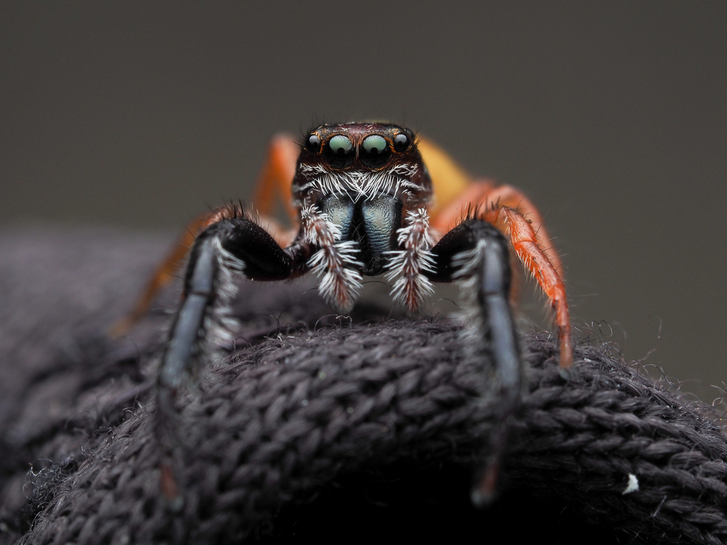 Black-headed Jumping Spider from Ōkato, New Zealand on June 11, 2022 at ...