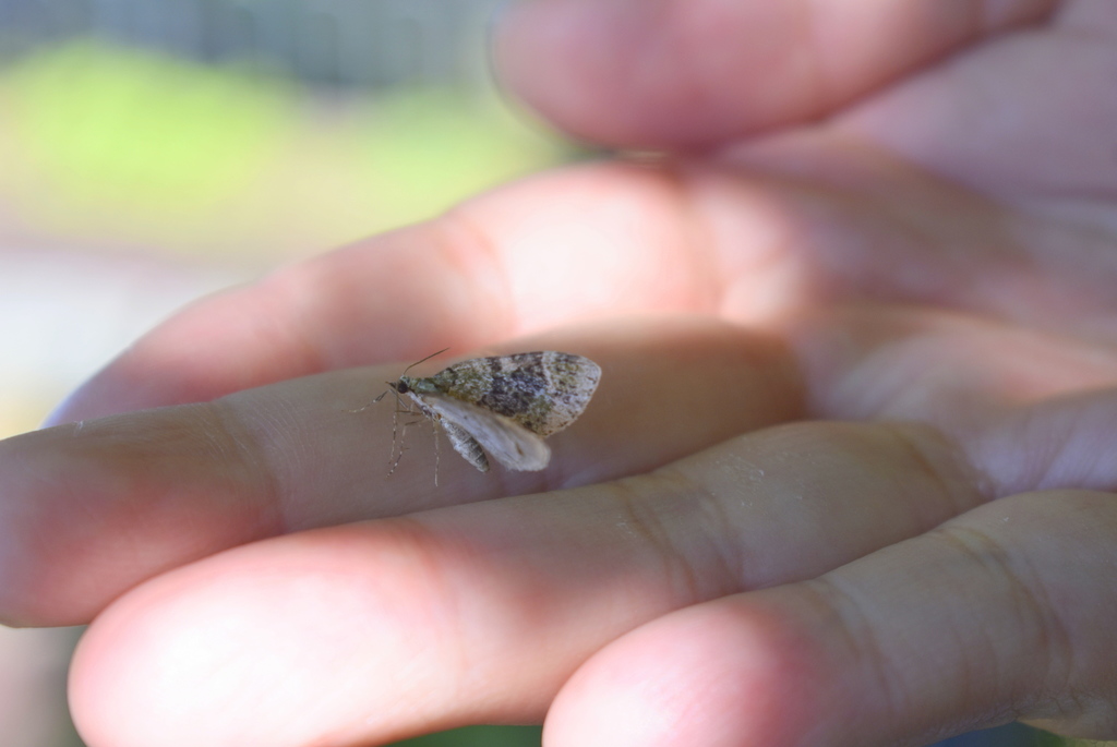 Yellow-barred Brindle from Calton Hill, Edinburgh EH7 5AA, UK on June ...