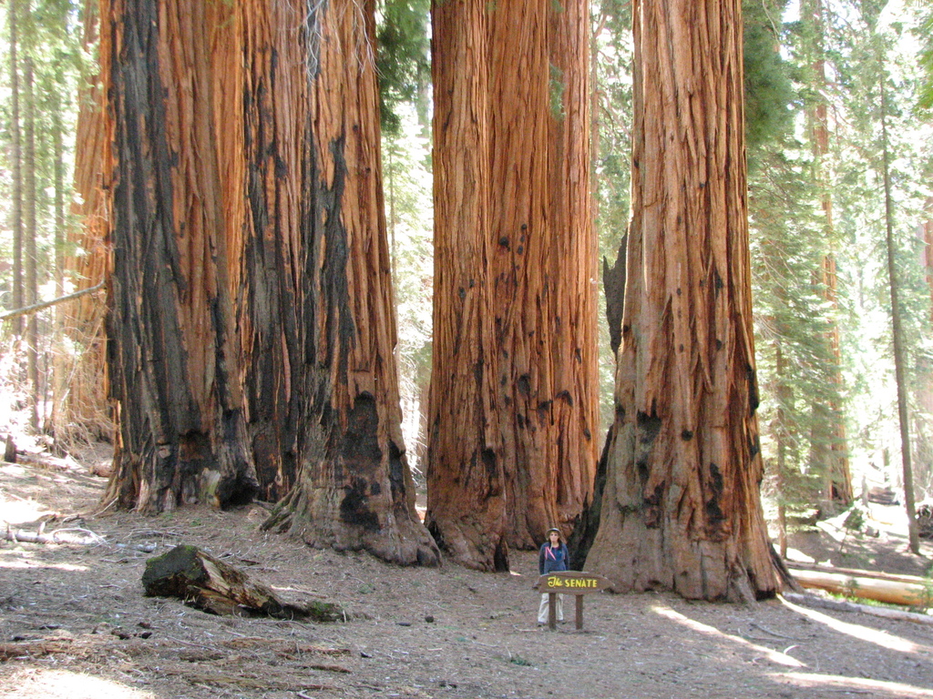 giant sequoia (Sequoiadendron giganteum) - Botanical Realm