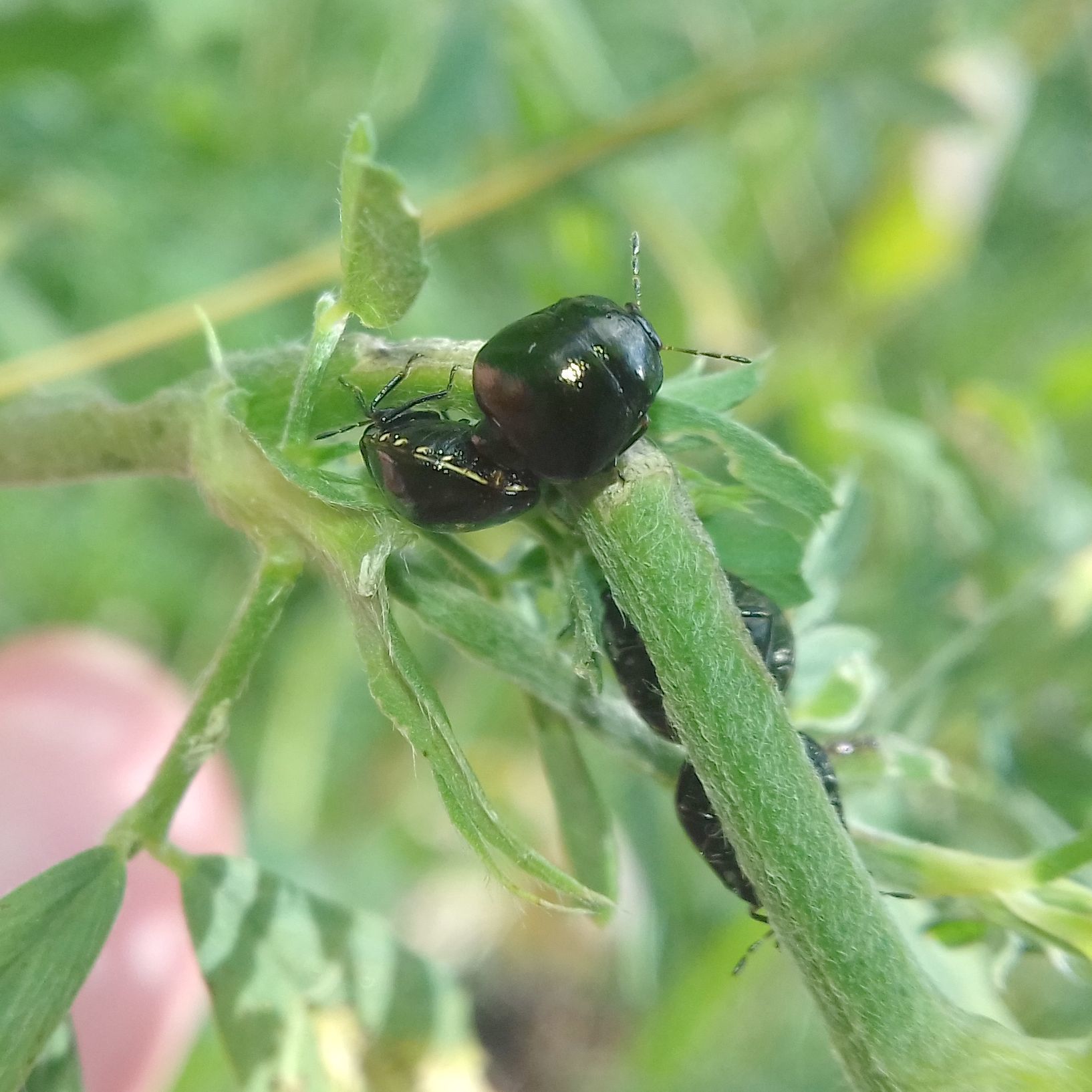 Coptosoma scutellatum (Geoffroy, 1785)
