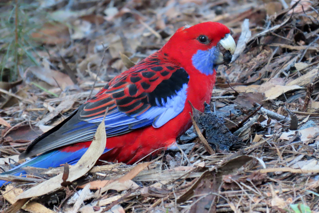 Crimson Rosella from Australian National Botanic Gardens, ACT ...