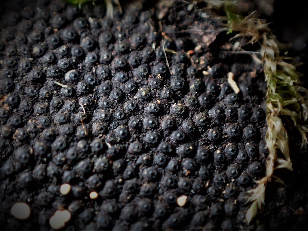 Annulohypoxylon bovei from Bellbird Track, Strickland State Forest ...