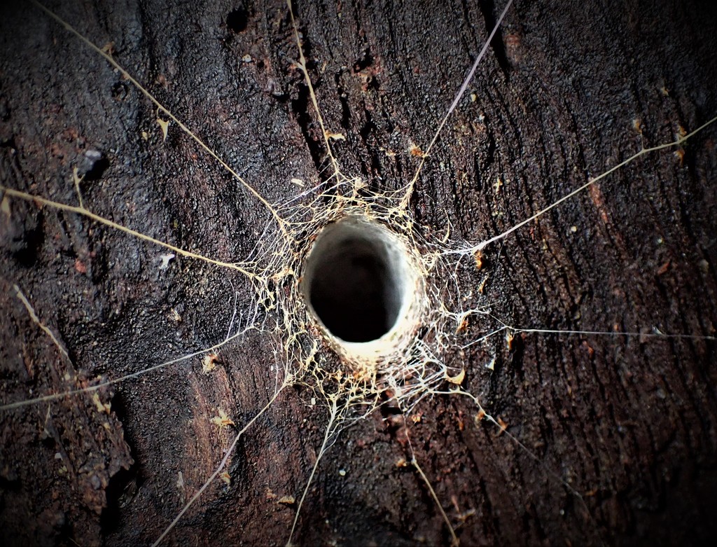 Tunnel Spiders from Bellbird Track, Strickland State Forest, Somersby ...