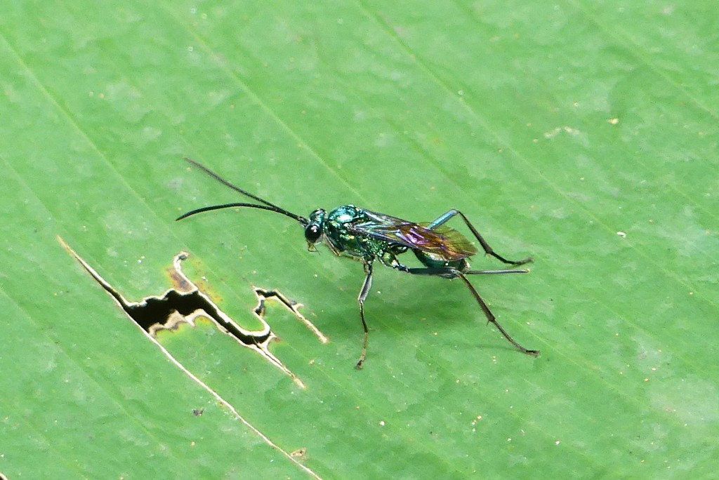 Chlorocryptus purpuratus from RW8F+PJ9, Suthep, Mueang Chiang Mai ...