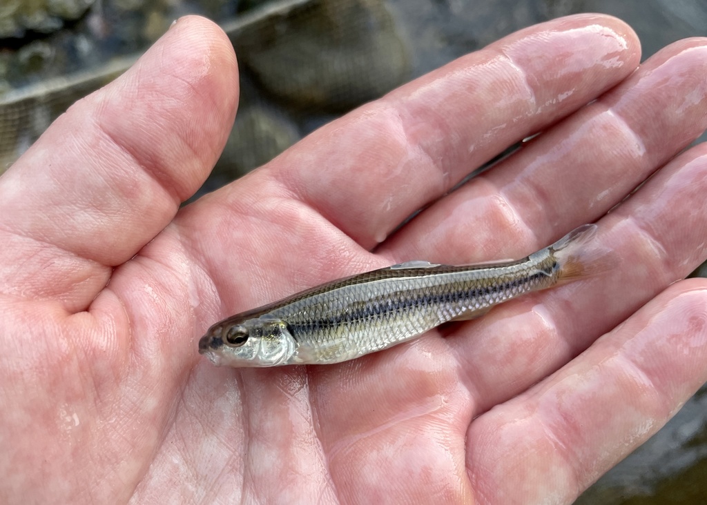 Bluntnose Minnows from James River, Buchanan, VA, US on June 07, 2022 ...