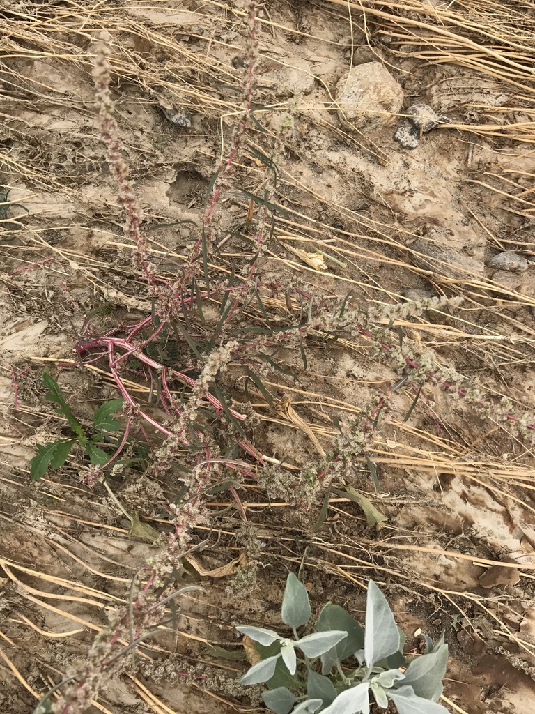 Fringed Amaranth from San Diego County, CA, USA on October 31, 2017 at ...