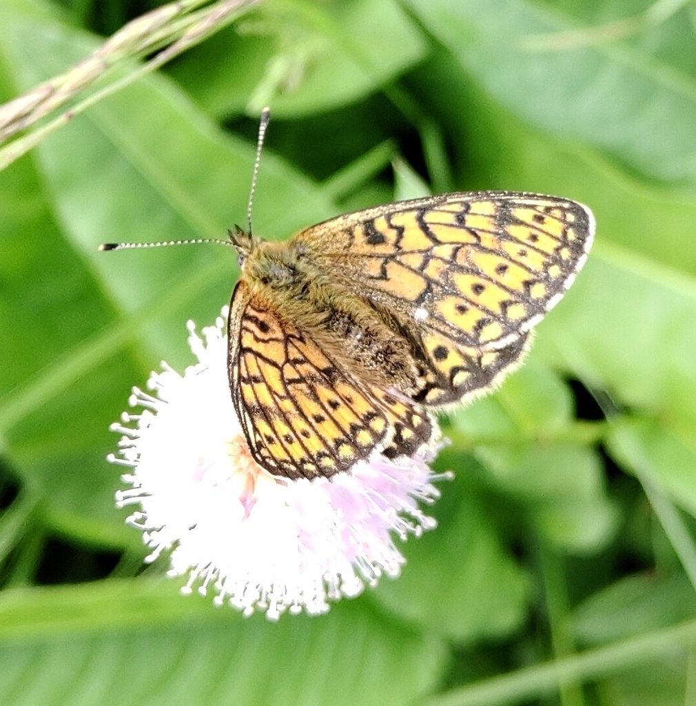 Bog Fritillary from Hassi Messaoud, Algerien on June 11, 2022 at 02:03 ...