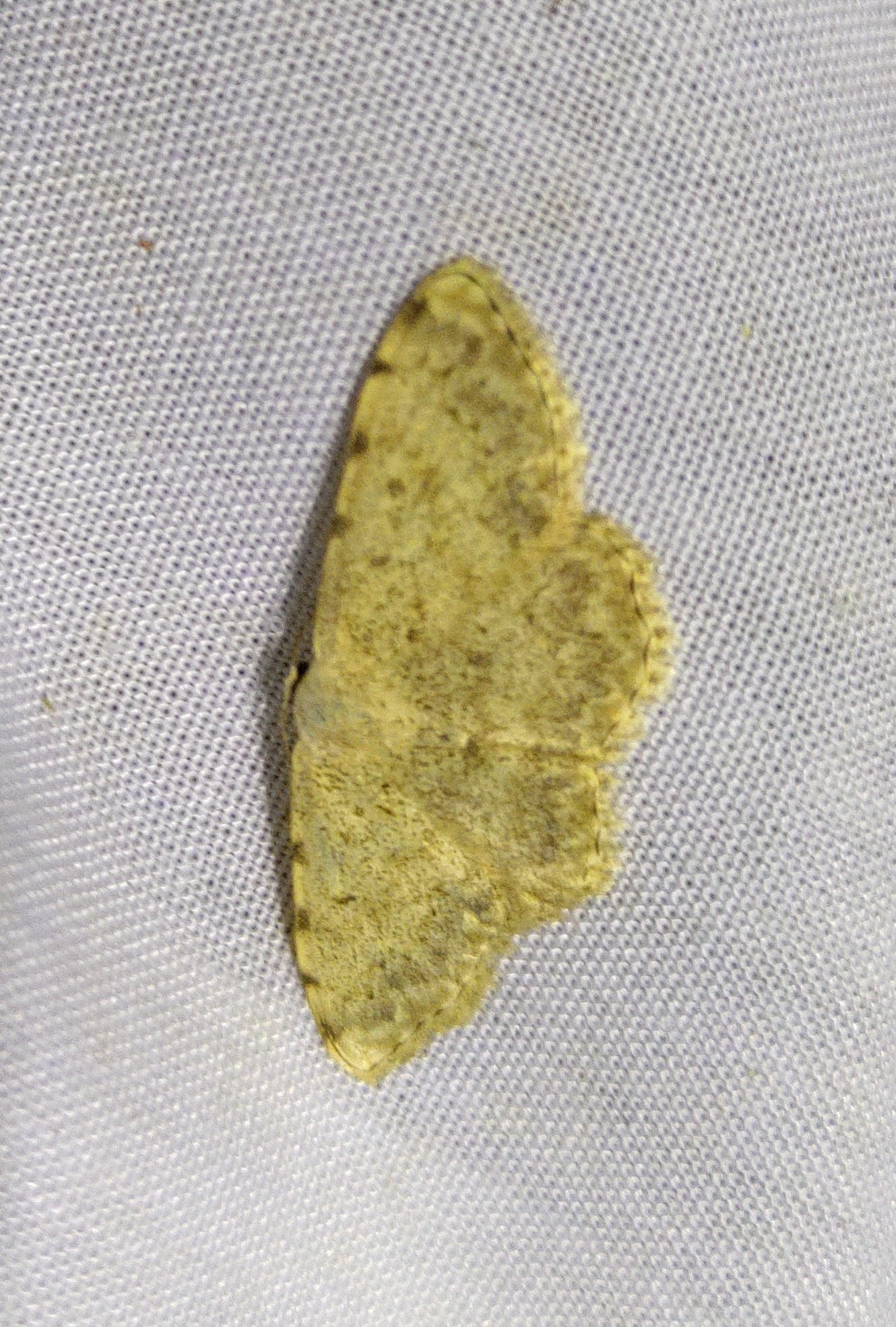 Scopula submutata (Treitschke, 1828)