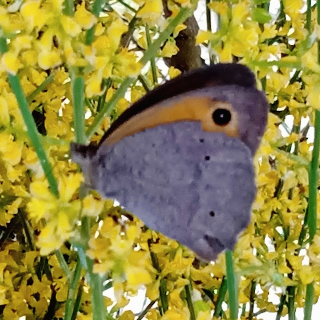 Butterflies and Moths from 28760 Tres Cantos, Madrid, España on June 11 ...