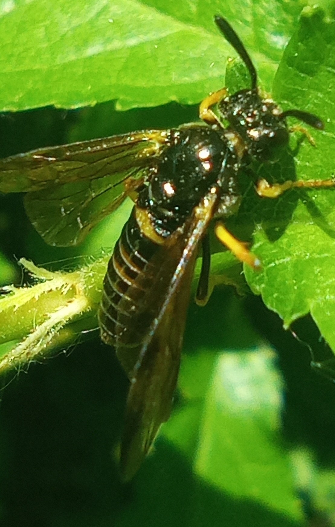 Arge rustica (Linnaeus, 1758)