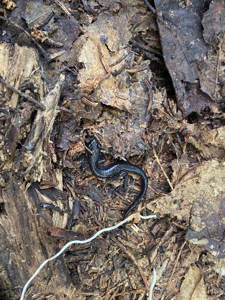 Northern Gray-cheeked Salamander in June 2022 by ethanroyal · iNaturalist
