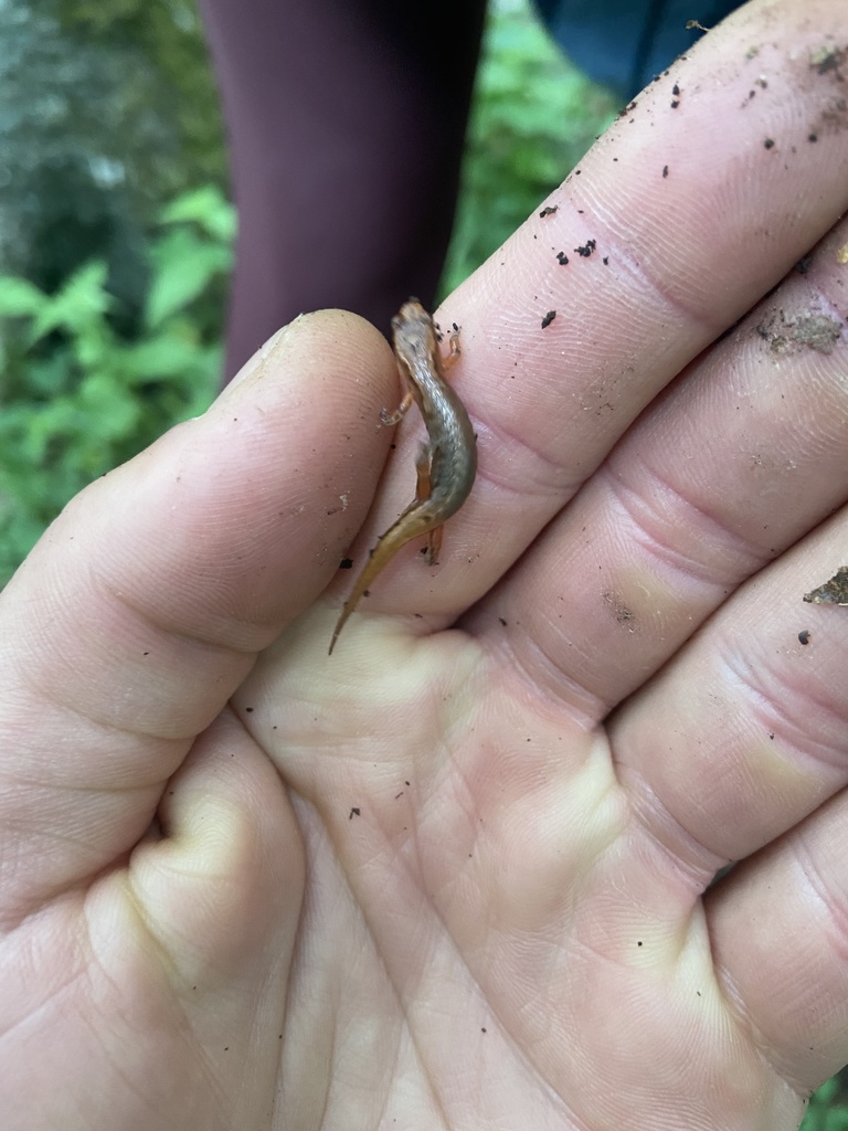 Northern Pygmy Salamander in June 2022 by ethanroyal · iNaturalist