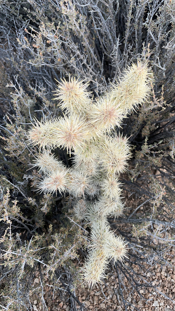 Silver Cholla from Las Vegas on June 11, 2022 at 05:32 AM by ktbird11 ...