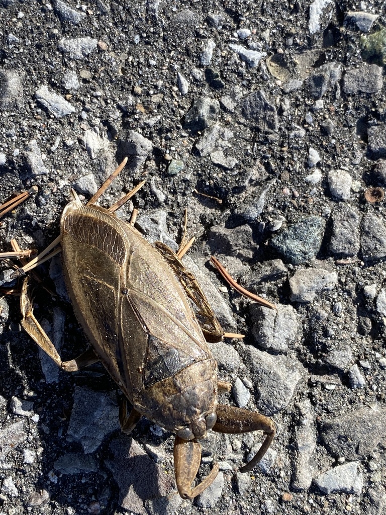 American Giant Water Bug from Harper Ave, Ottawa, ON, CA on June 10 ...