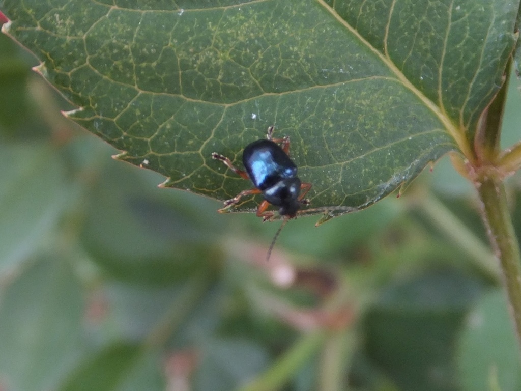 Basilepta fulvipes from 常磐城4丁目, 上田市, 長野県, JP on June 11, 2022 at 09:19 ...